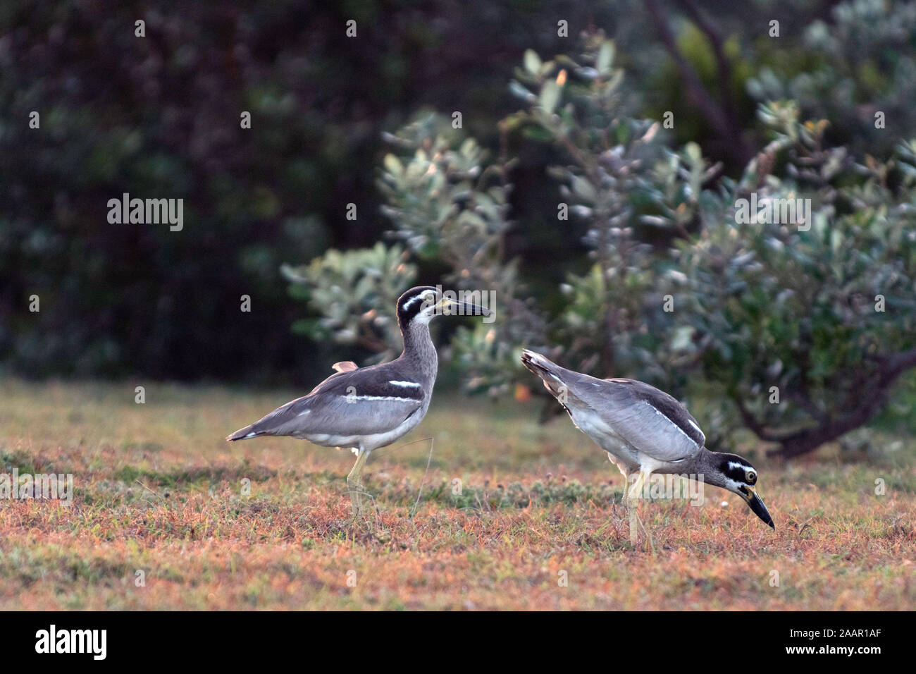 Stone birds hi-res stock photography and images - Alamy