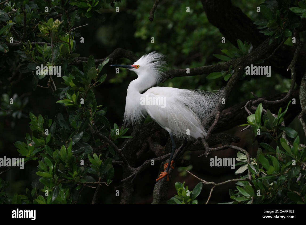 Snowy Egret - Egretta thula - in breeding plumage and coloration ...