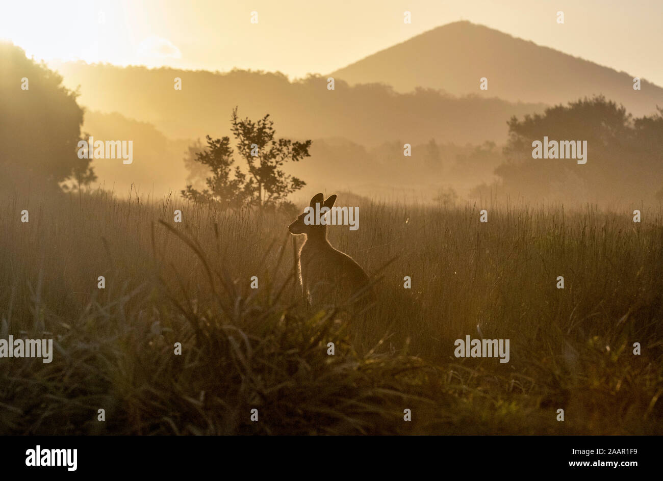 Backlit bush hi-res stock photography and images - Alamy