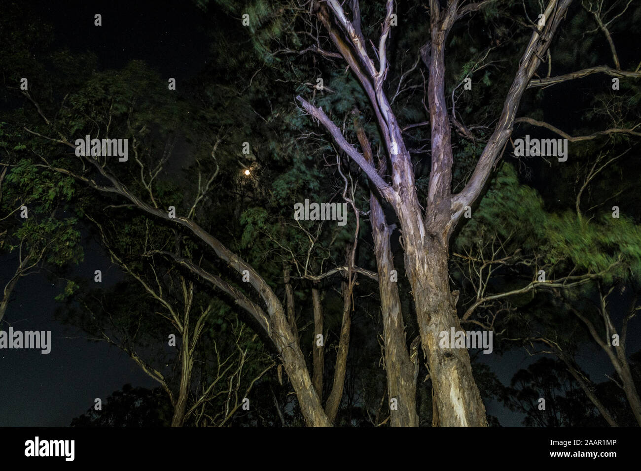 Gum trees at night Stock Photo - Alamy