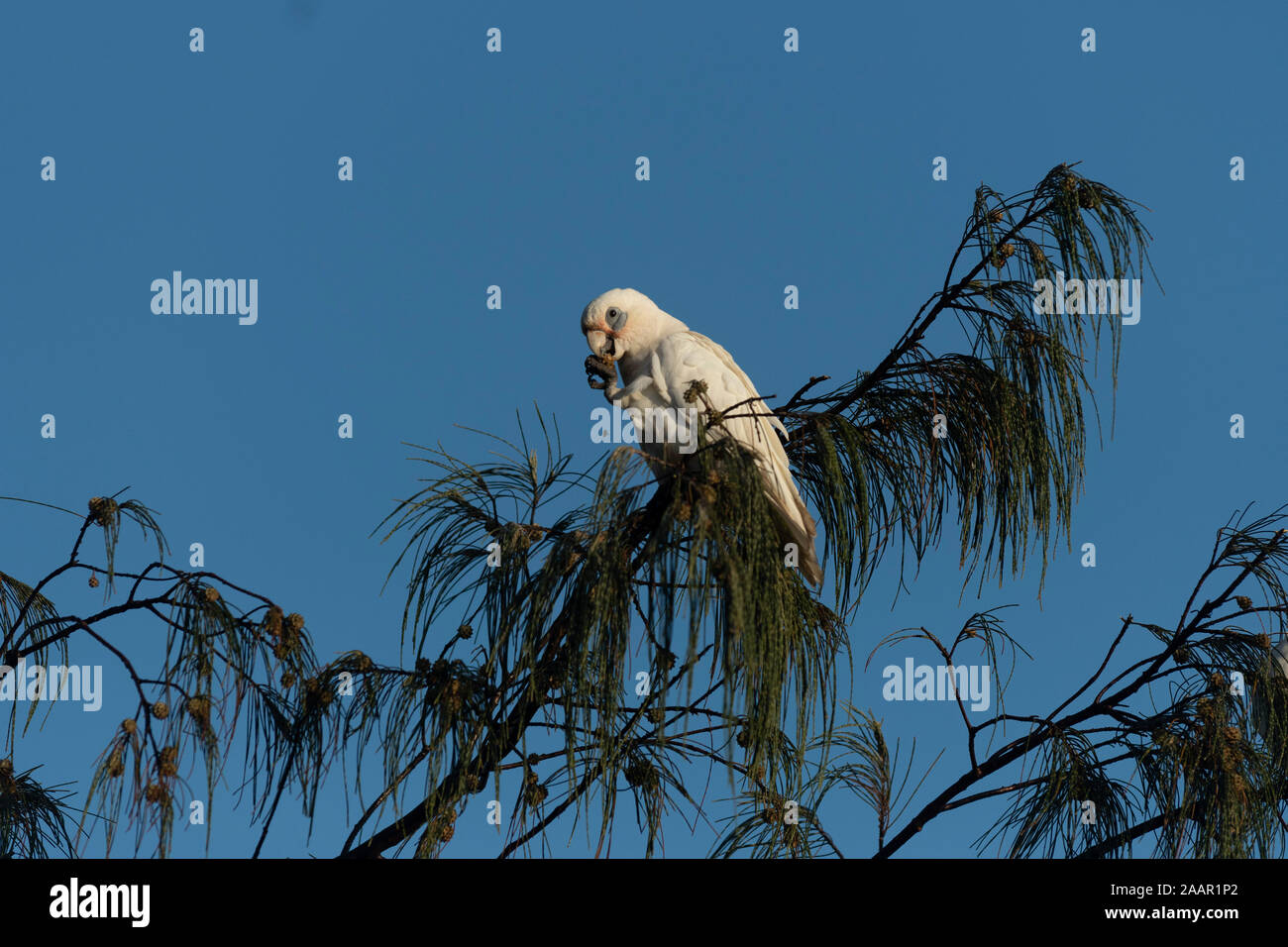Corella hi-res stock photography and images - Alamy