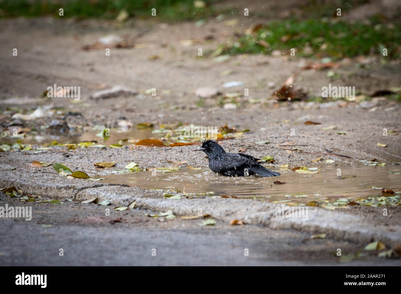 Birds bathing in puddle hi-res stock photography and images - Alamy