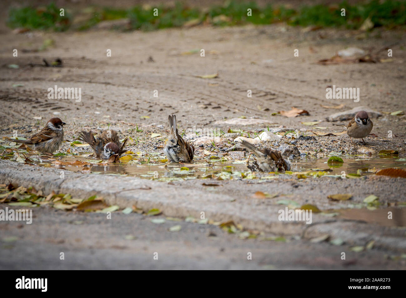Sparrows bathing hi-res stock photography and images - Alamy
