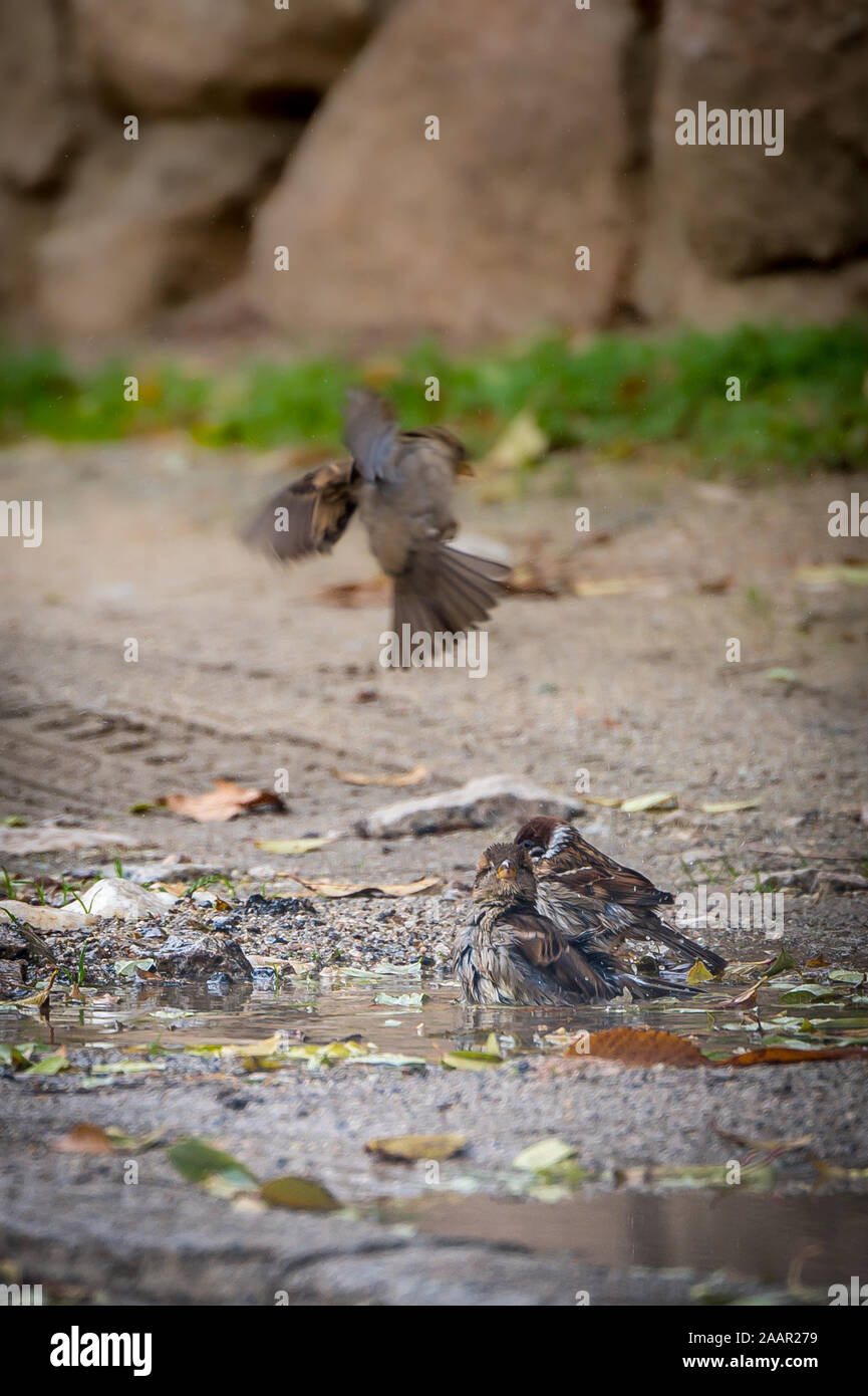 Sparrows bathing in a puddle in the autumn Stock Photo - Alamy
