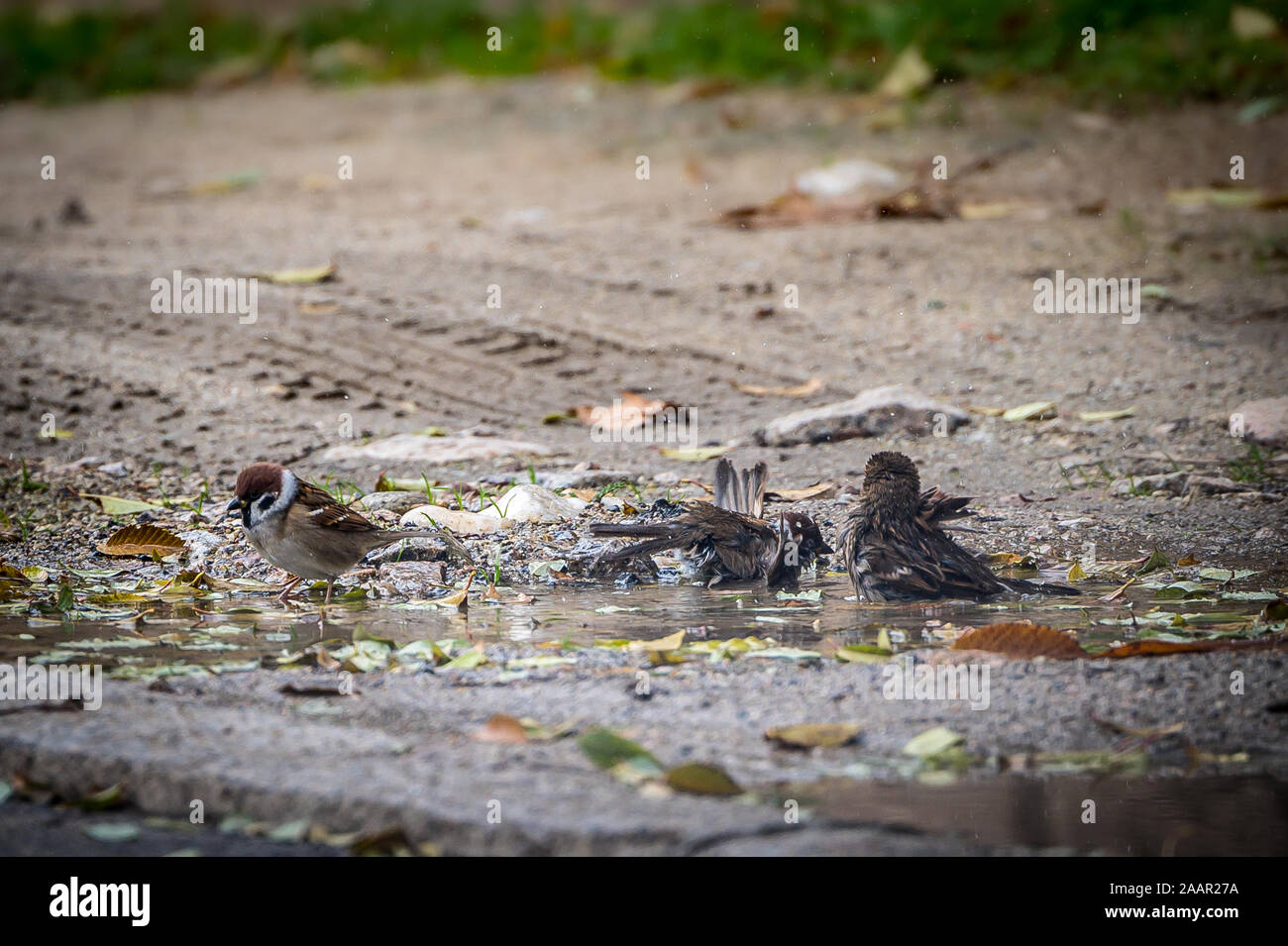 Sparrows bathing in a puddle in the autumn Stock Photo - Alamy