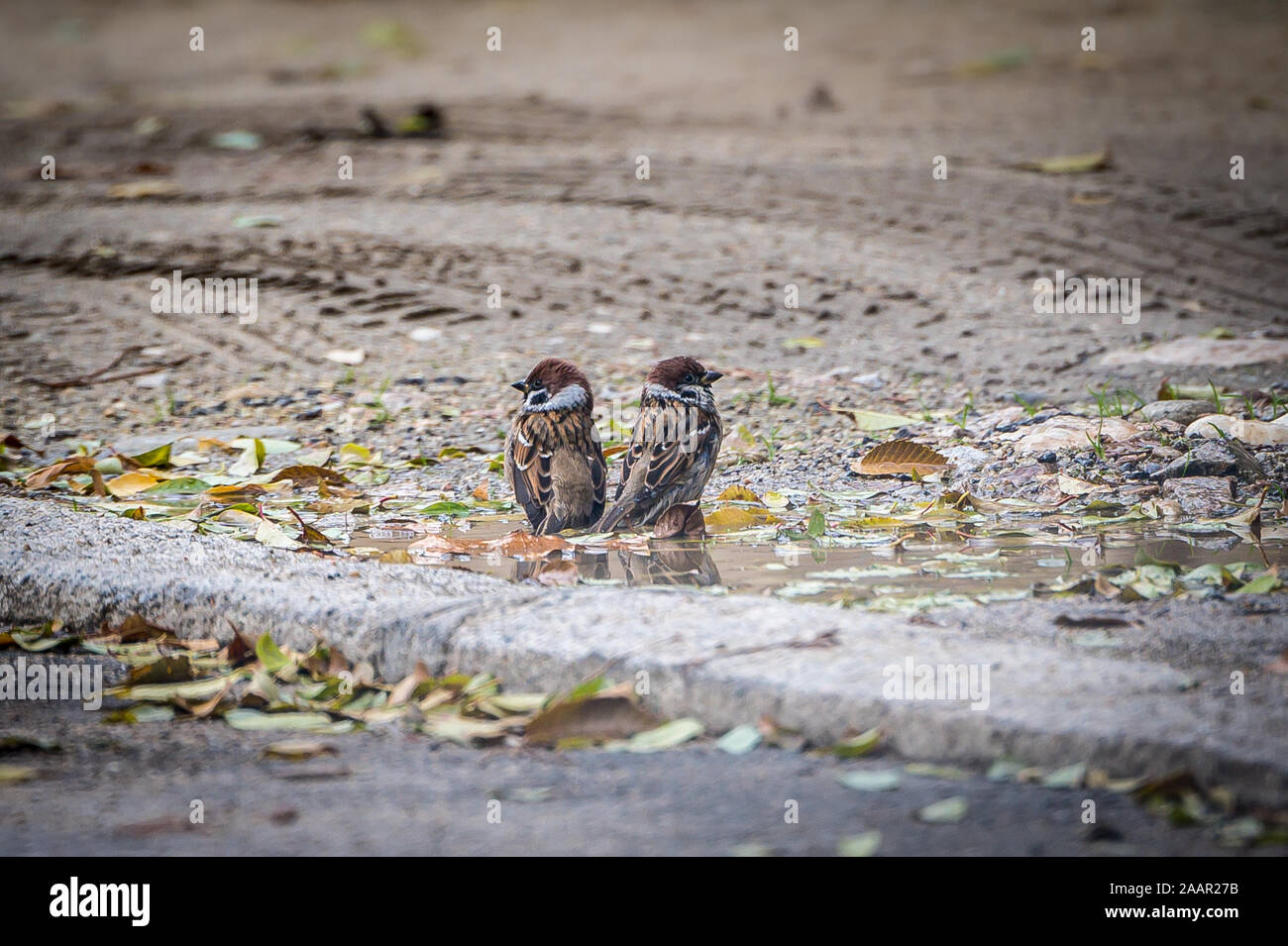 Sparrows bathing in a puddle in the autumn Stock Photo - Alamy