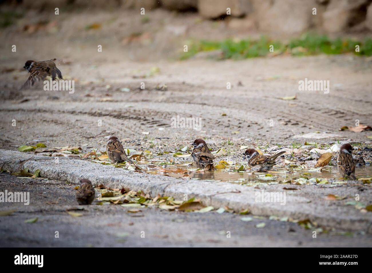 Sparrows bathing in a puddle in the autumn Stock Photo - Alamy