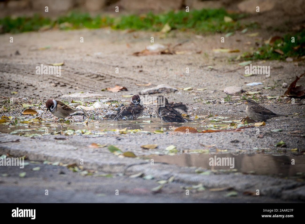Sparrows bathing in a puddle in the autumn Stock Photo - Alamy