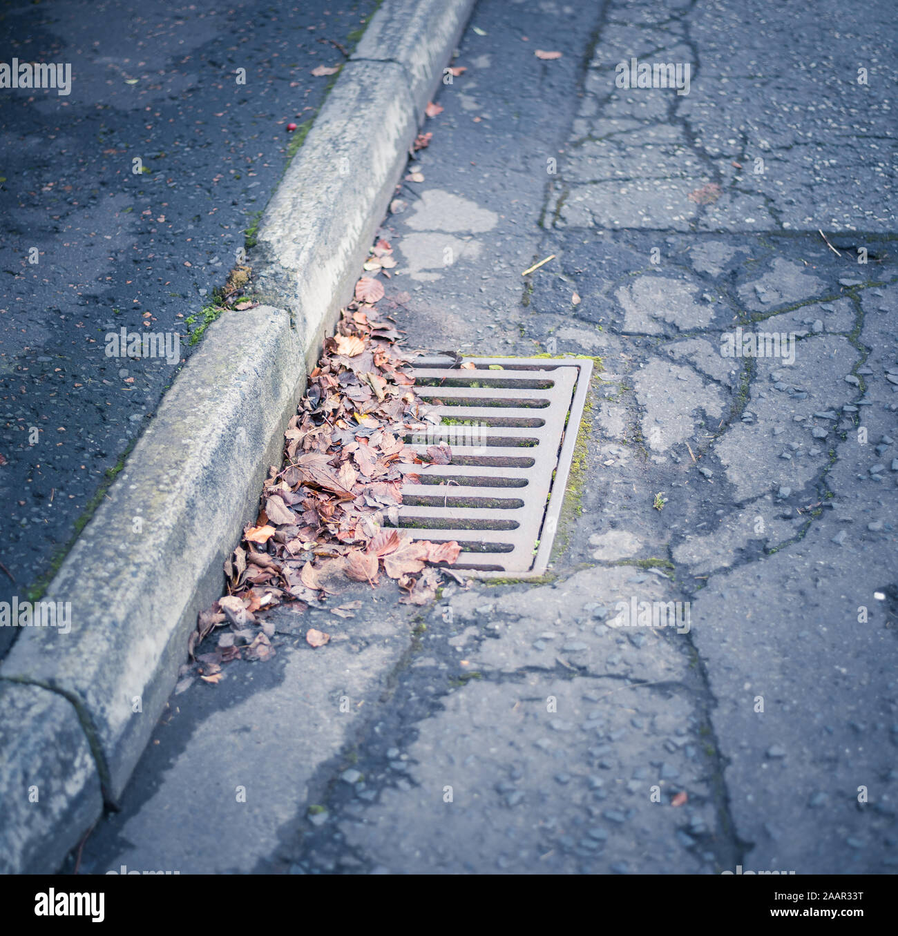 Fall leaves clogging a drain in the street Stock Photo - Alamy