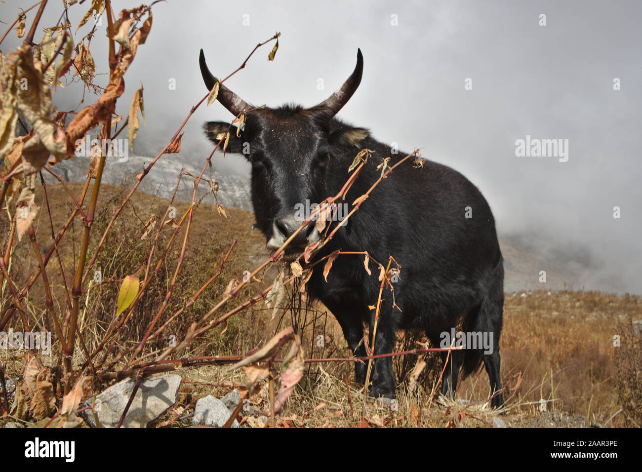 black yak eating dry yellowy plants Stock Photo - Alamy
