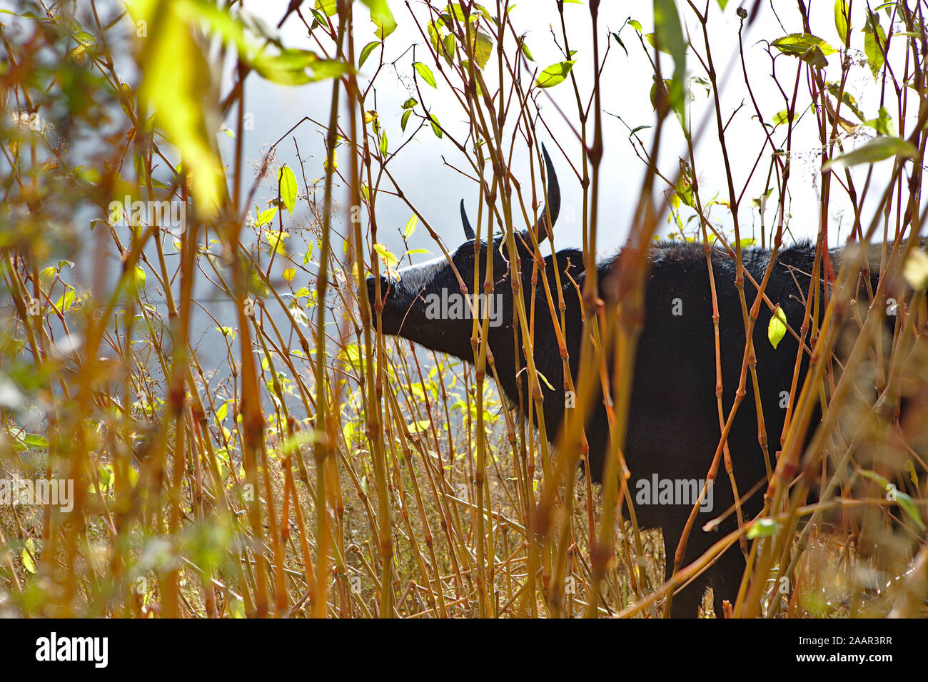 black yak eating dry yellowy plants Stock Photo - Alamy