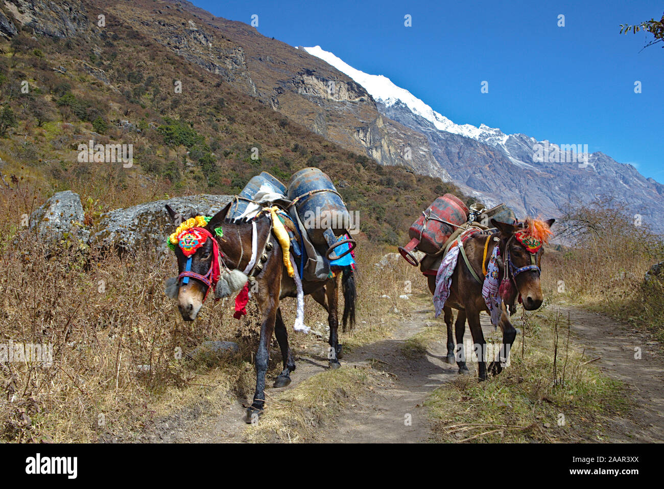 Gas canisters hi-res stock photography and images - Alamy