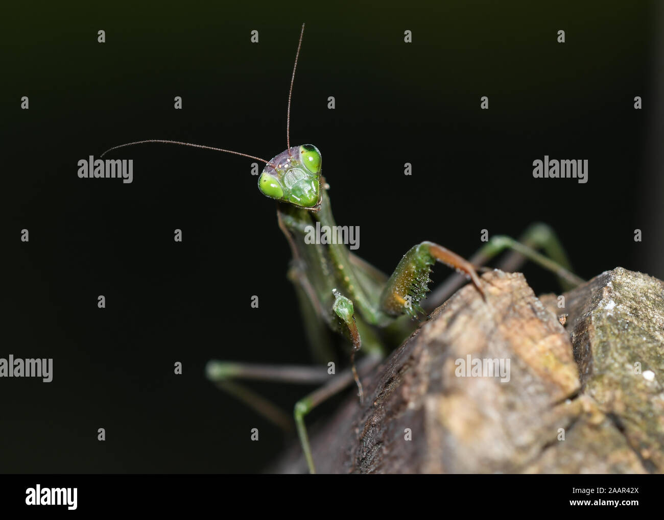 Mantis on a branch hi-res stock photography and images - Alamy