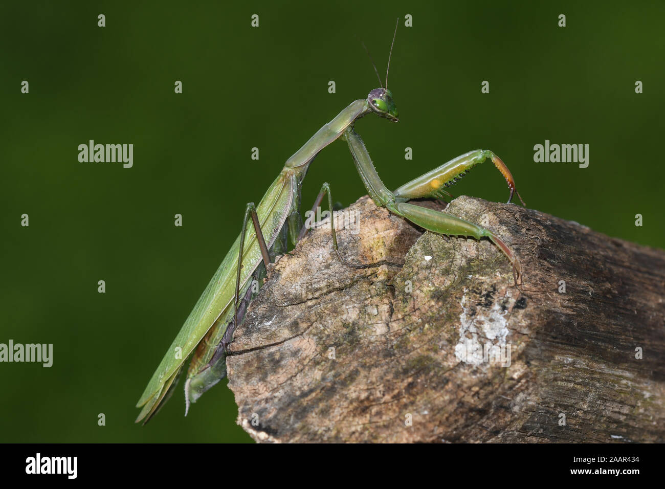 Insectos mantis hi-res stock photography and images - Alamy