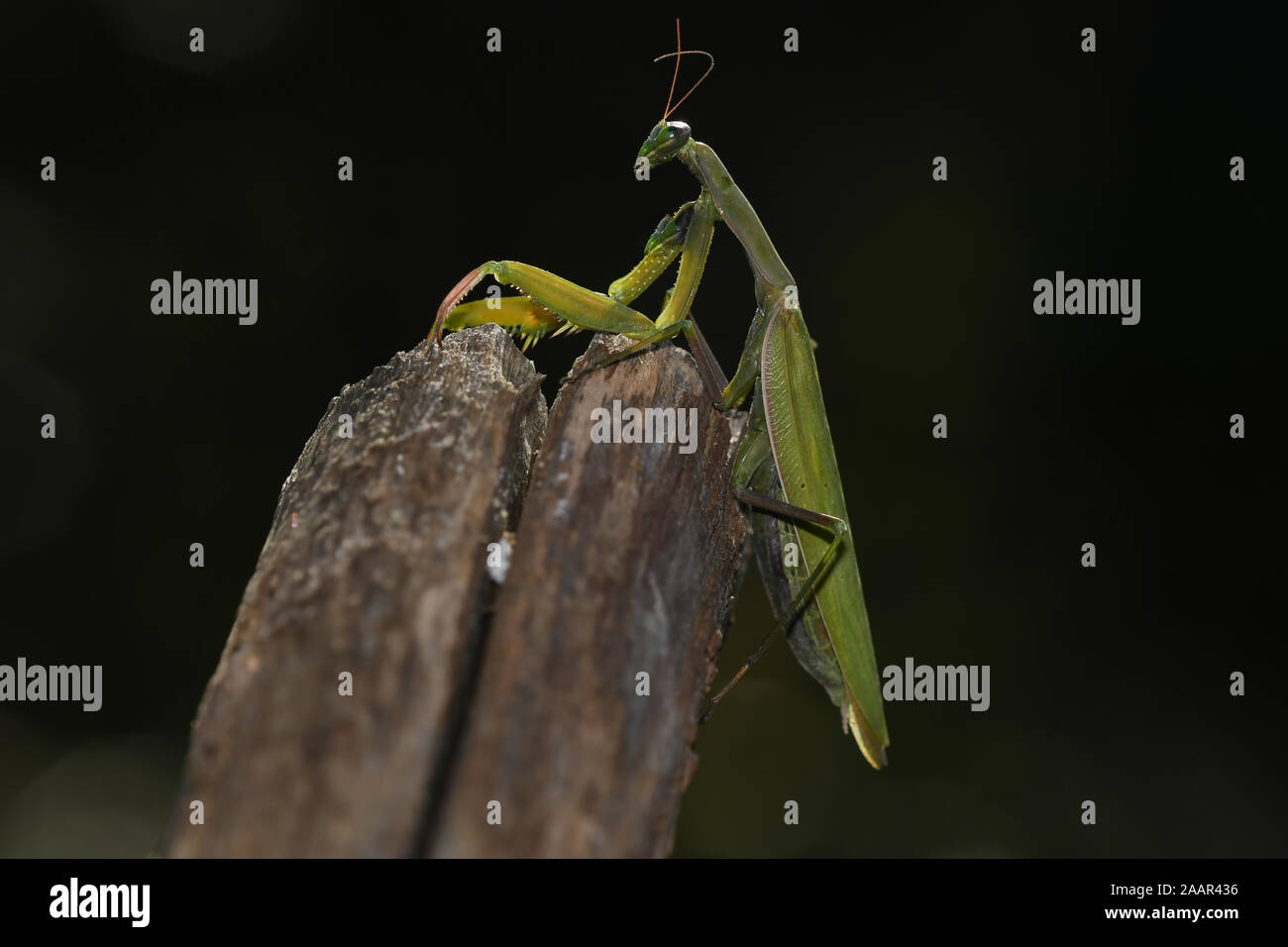 Insectos mantis hi-res stock photography and images - Alamy