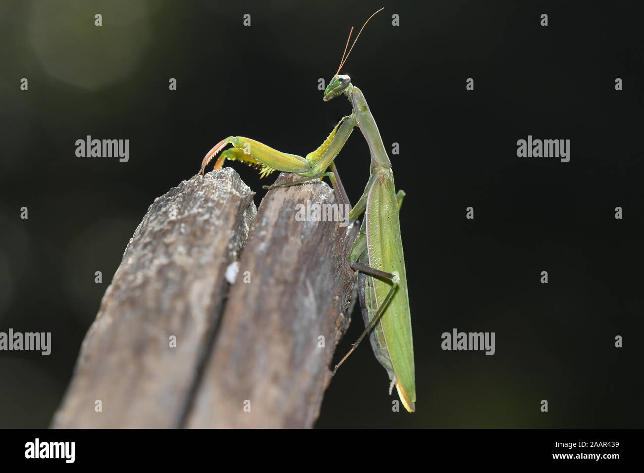 Mantis on branch hi-res stock photography and images - Alamy