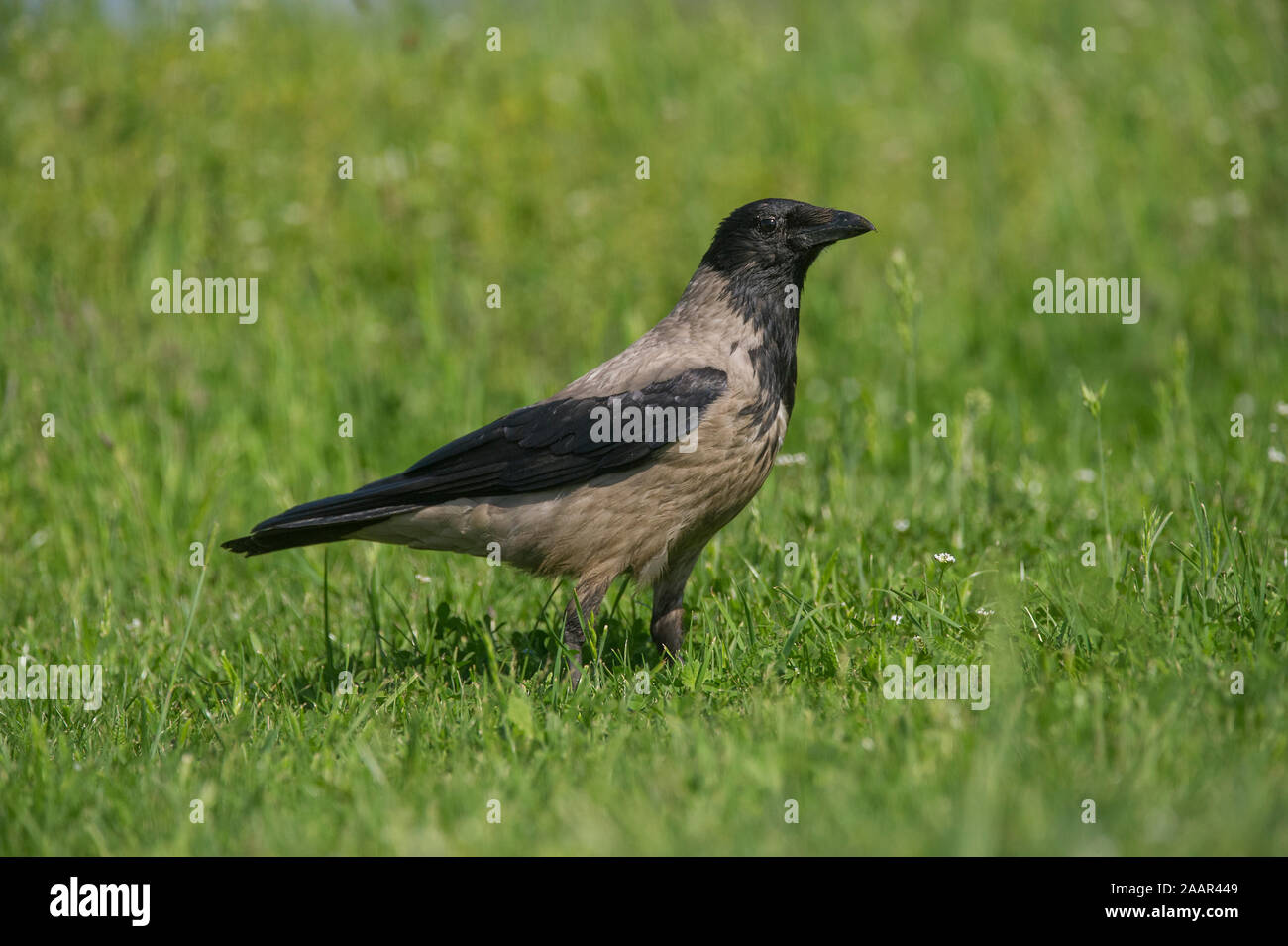 Crow hooded (Corvus corone cornix) in winter, Hortobágy National Park ...