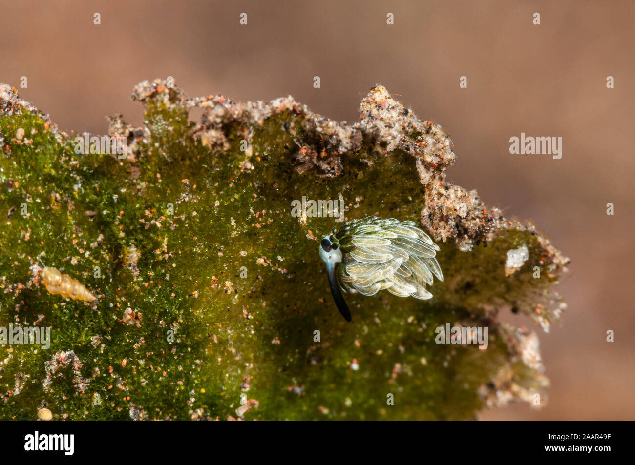 Nudi hi-res stock photography and images - Alamy