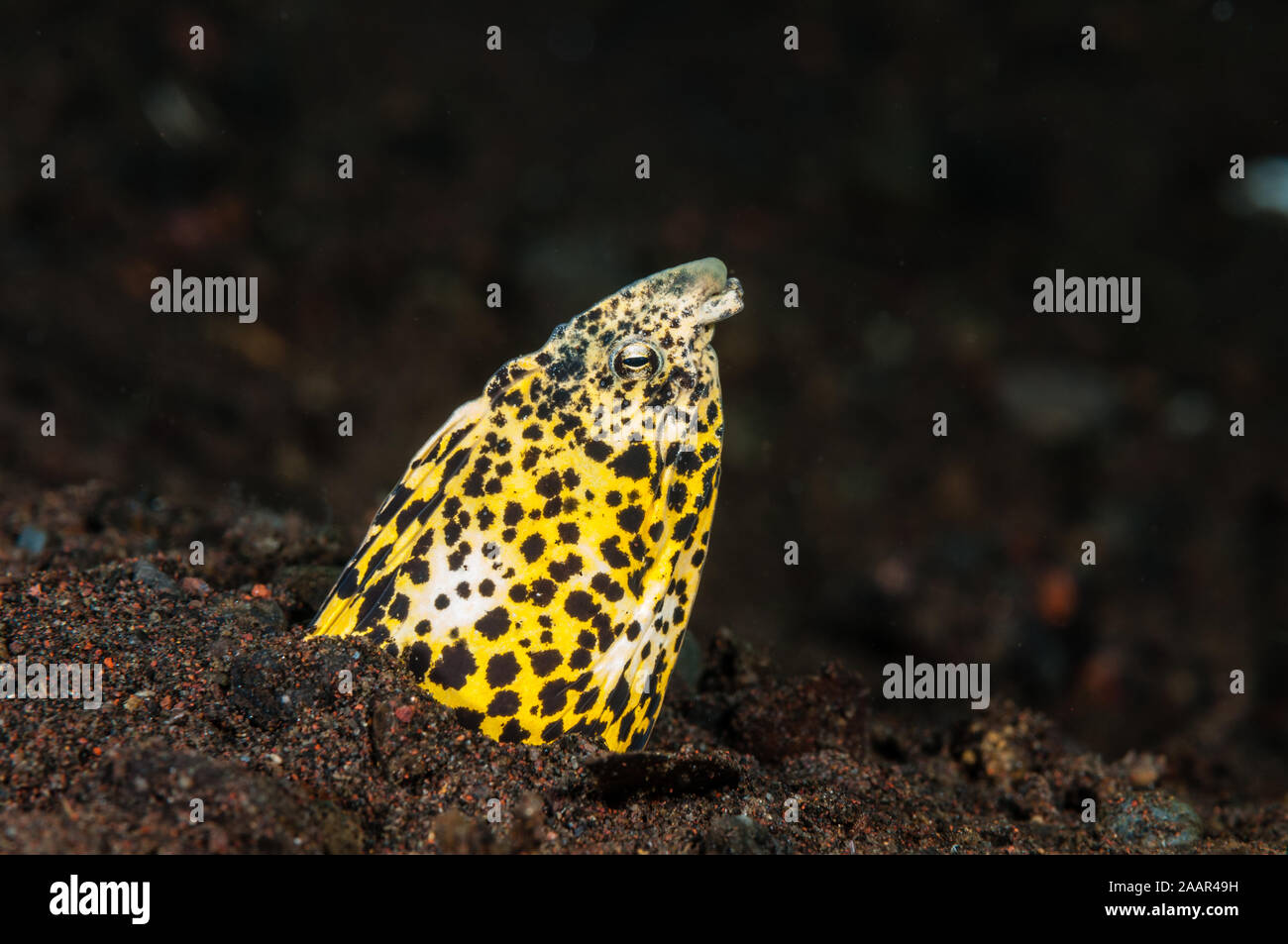 Anguila marmorata marmorata hi-res stock photography and images - Alamy