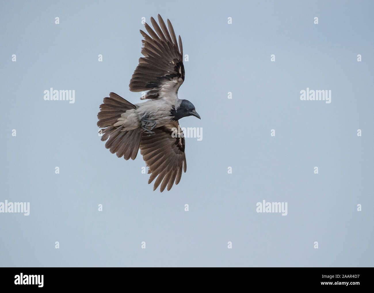 Crow hooded (Corvus corone cornix) in winter, Hortobágy National Park ...
