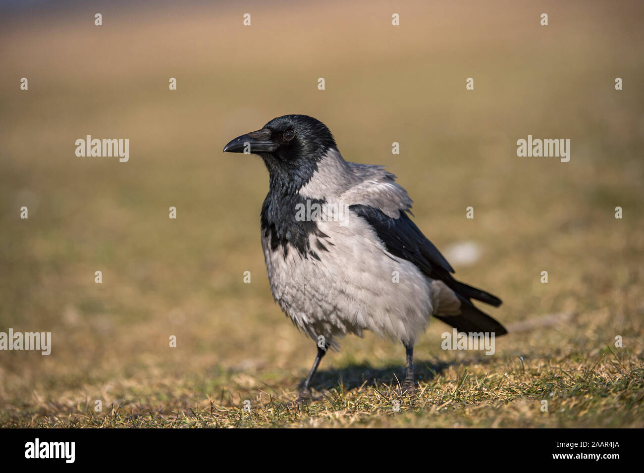 Crow hooded (Corvus corone cornix) in winter, Hortobágy National Park ...