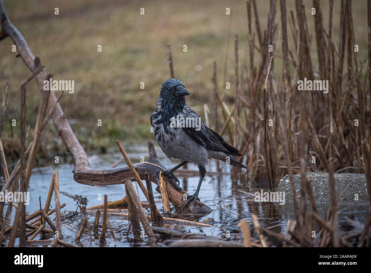 Birds - details to follow Stock Photo - Alamy