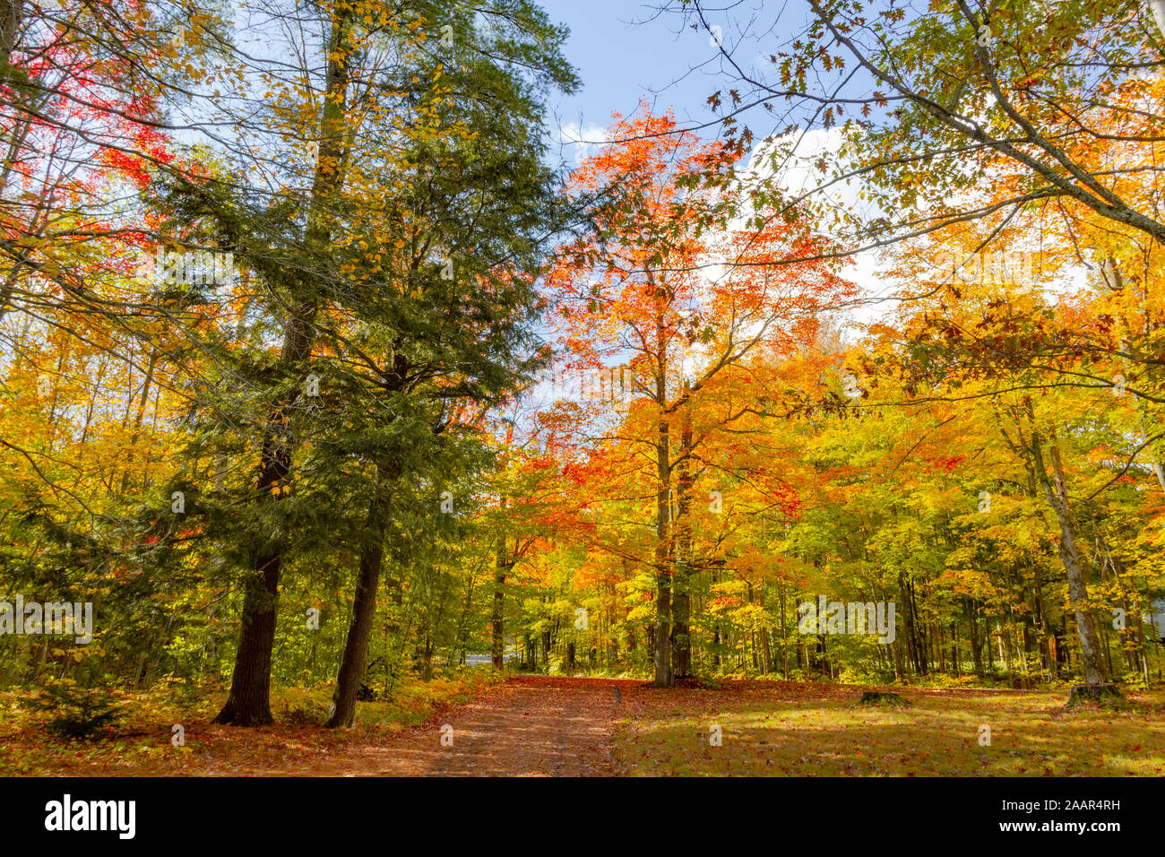 Fall Forest Beautiful Fall Canopy Stock Photo - Alamy
