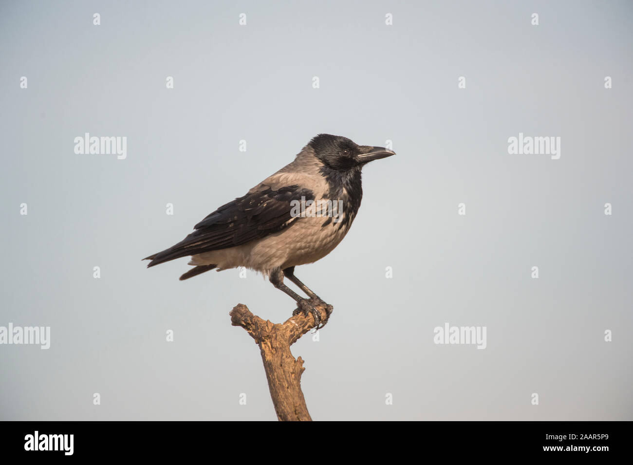 Crow hooded (Corvus corone cornix) in winter, Hortobágy National Park ...