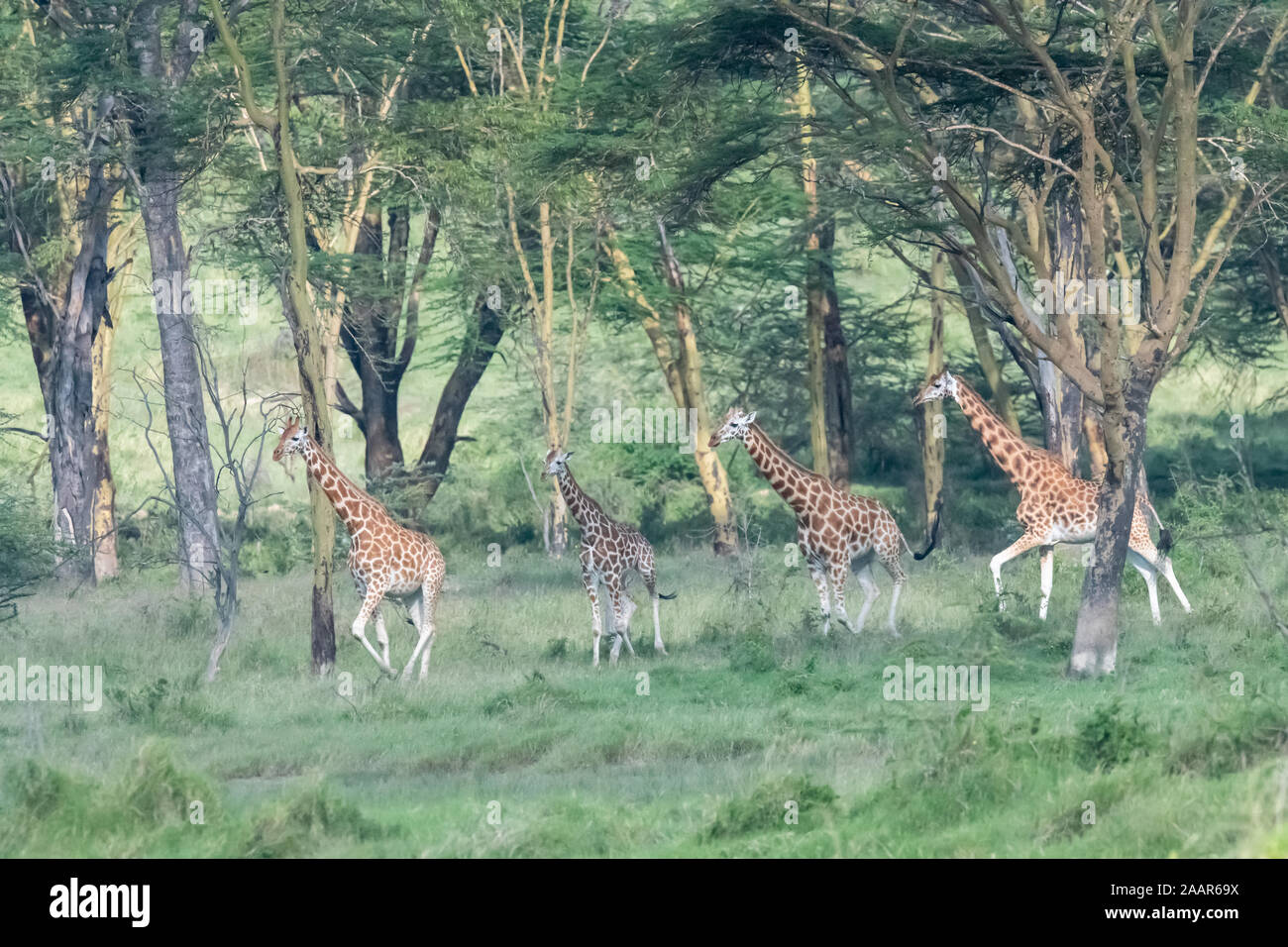 Reticulated Giraffes (Giraffa camelopardalis) on the run in Kenya ...