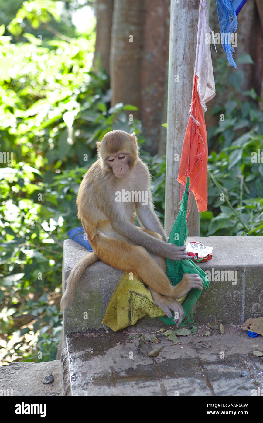 Monkey looking forlorn holding prayer flags Stock Photo - Alamy