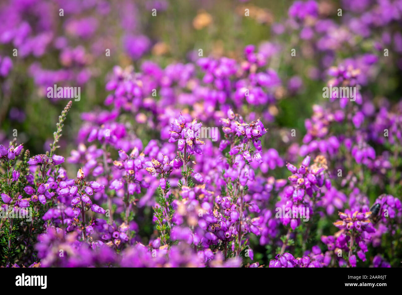 Budding flowers hi-res stock photography and images - Alamy