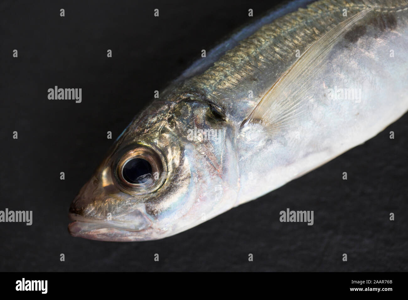 Diet fish hi-res stock photography and images - Alamy