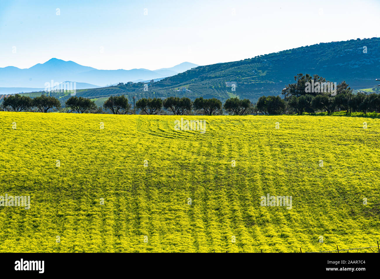 Olive trees in morning sunlight hi-res stock photography and images - Alamy