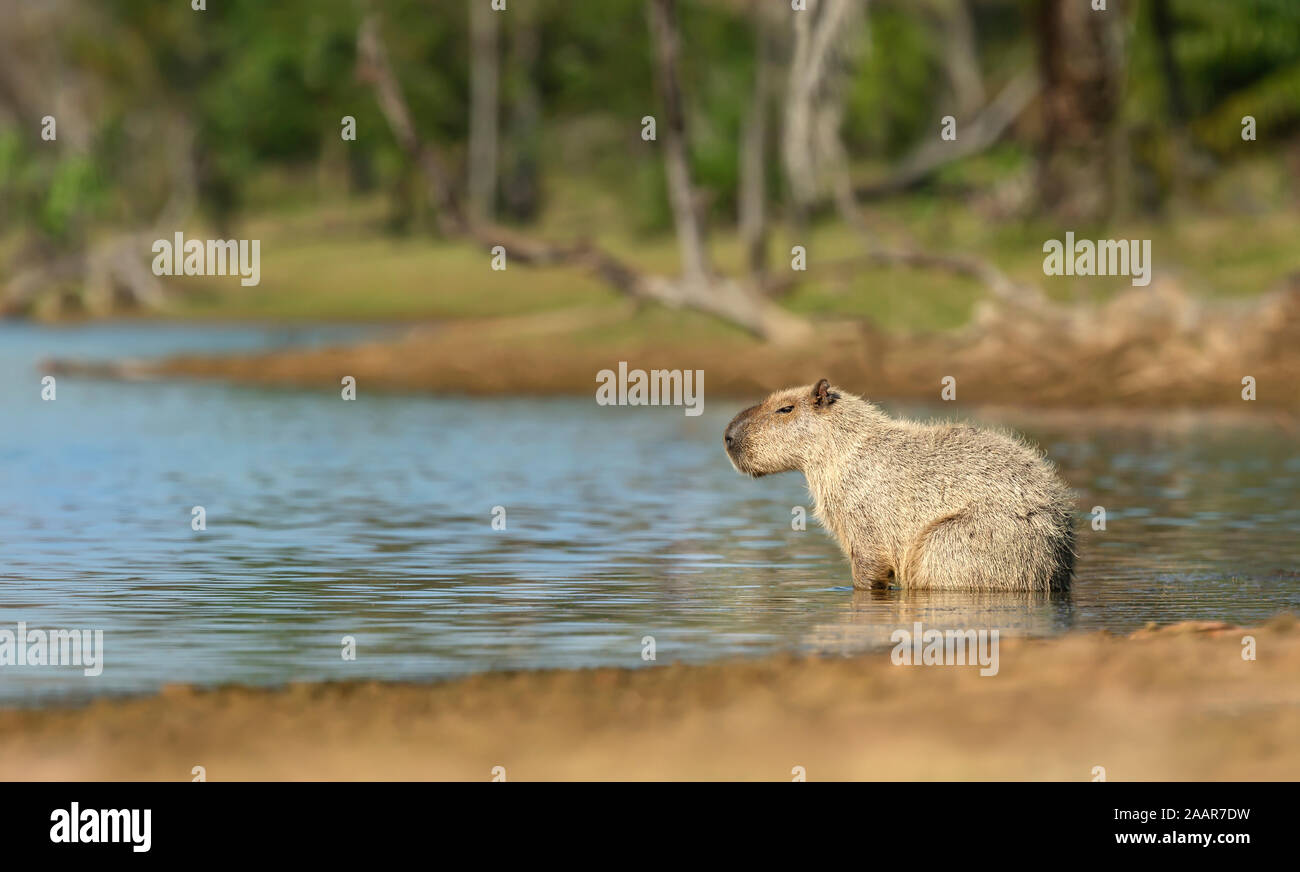 Capybara sitting hi-res stock photography and images - Alamy