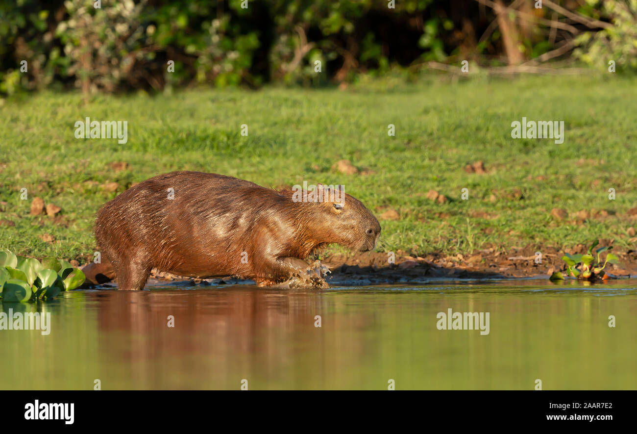 Close up of a Capybara walking in water, Pantanal, Brazil Stock Photo ...