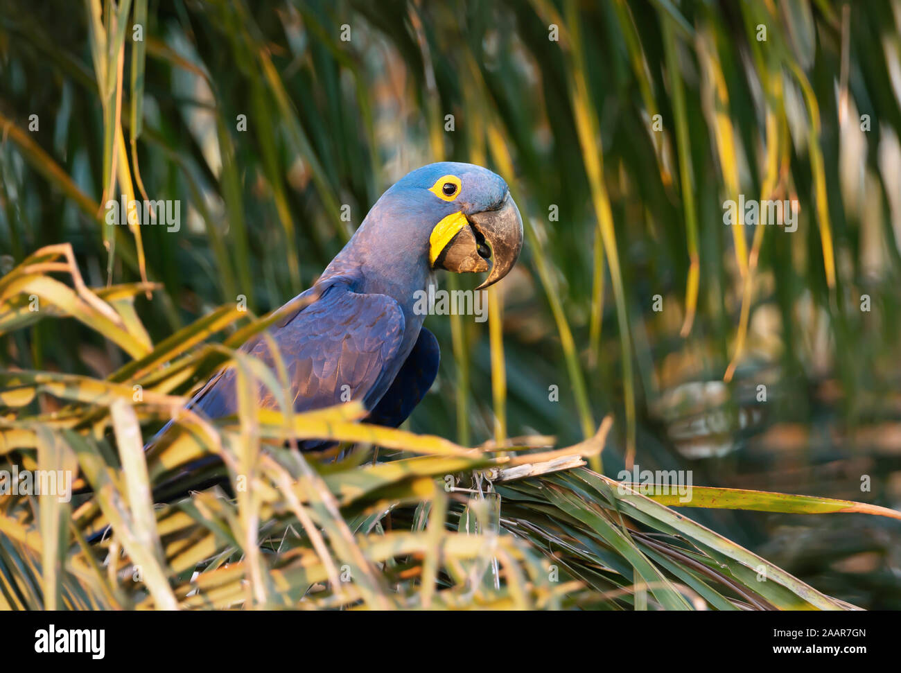 Macaw palm hi-res stock photography and images - Alamy