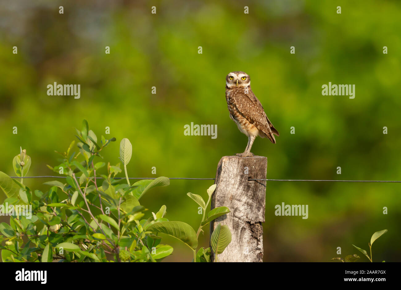 Portrait of burrowing owls hi-res stock photography and images - Alamy