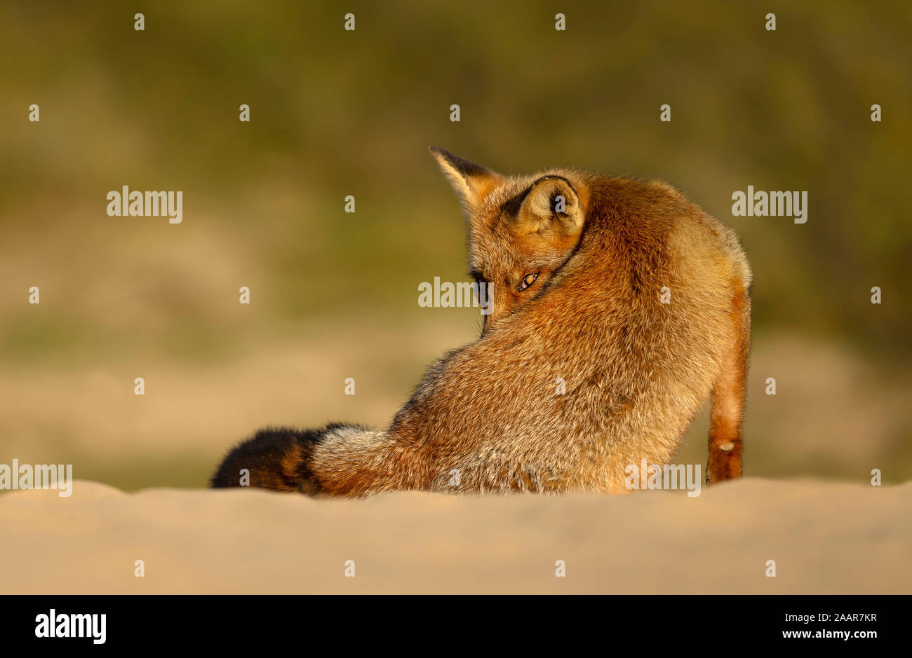 Fox looking up isolated hi-res stock photography and images - Alamy