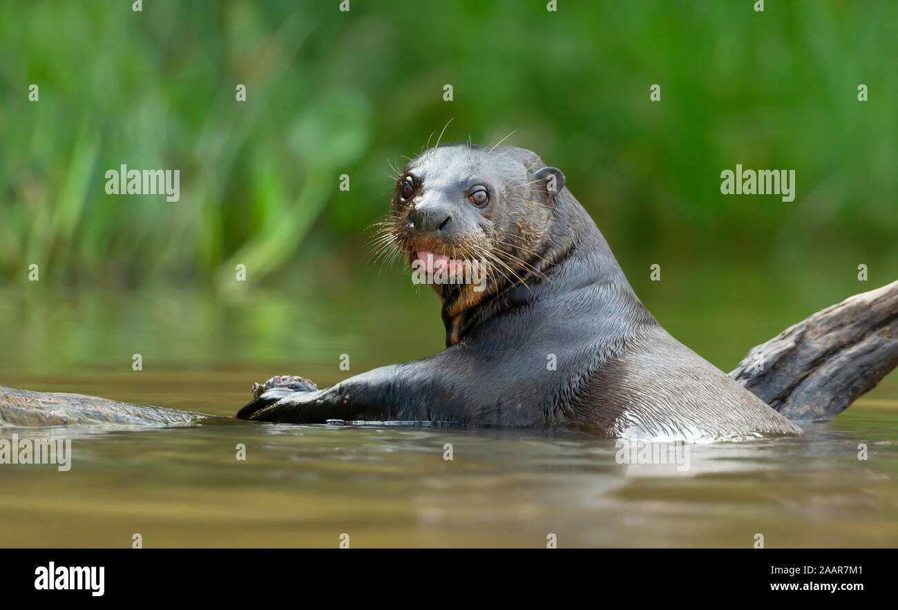 Close up of a giant otter eating fish, Pantanal, Brazil Stock Photo - Alamy