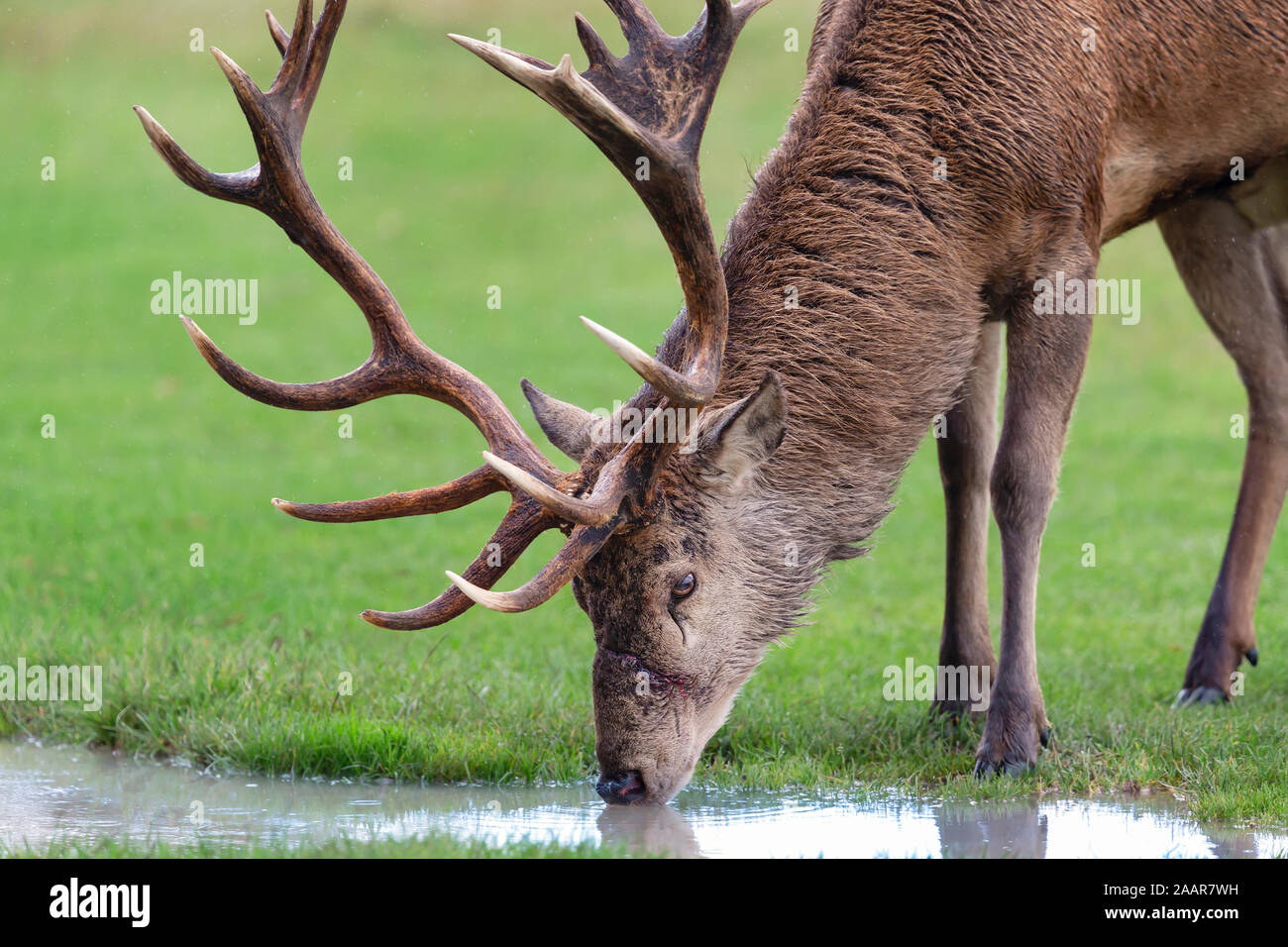 Deer drinking water hi-res stock photography and images - Alamy