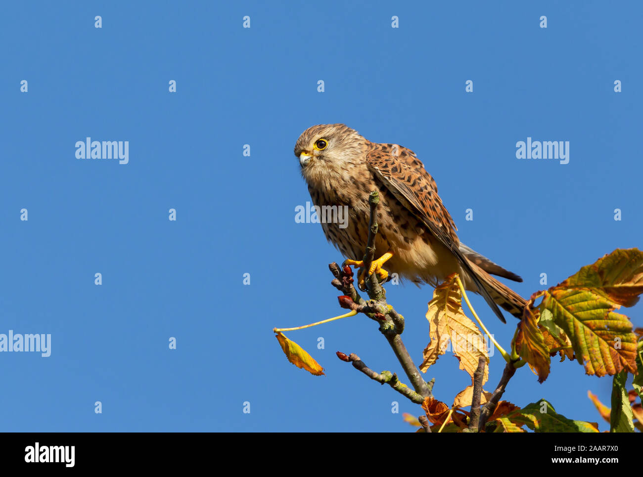 Close up of a common kestrel perched in a tree, England Stock Photo - Alamy