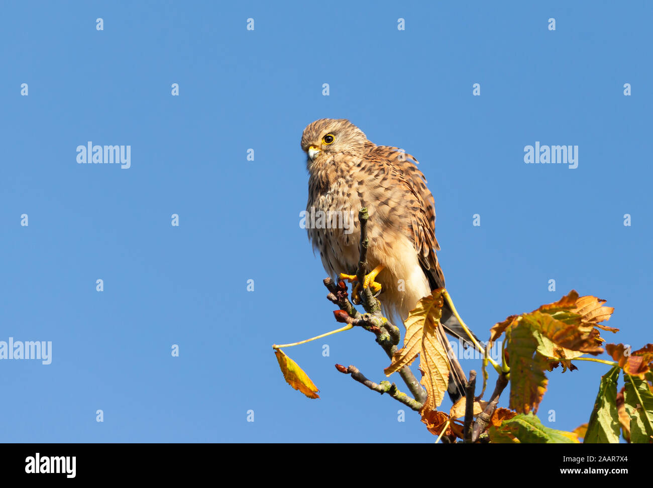 Female kestrel feathers hi-res stock photography and images - Alamy