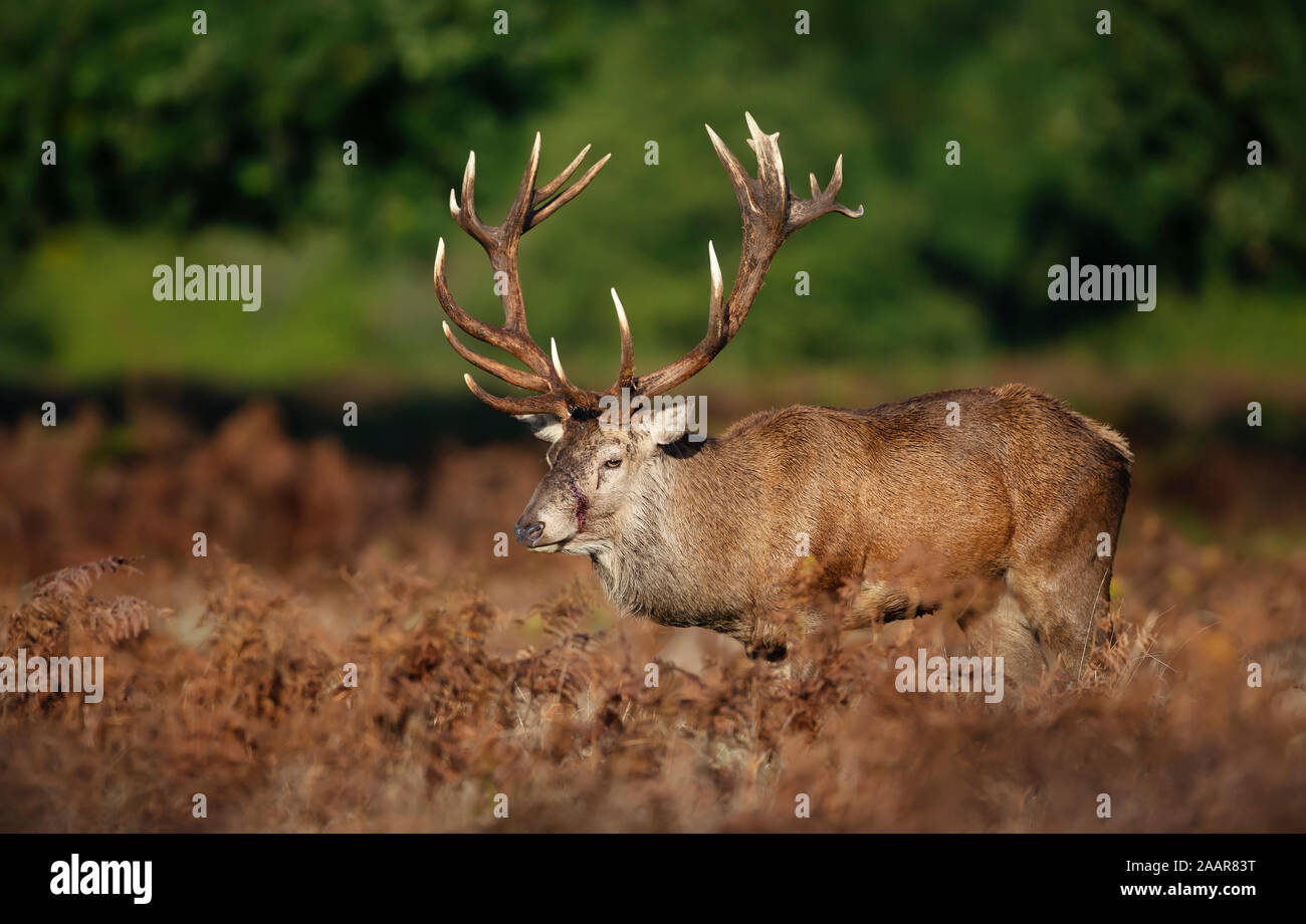Stag rut fight hi-res stock photography and images - Alamy