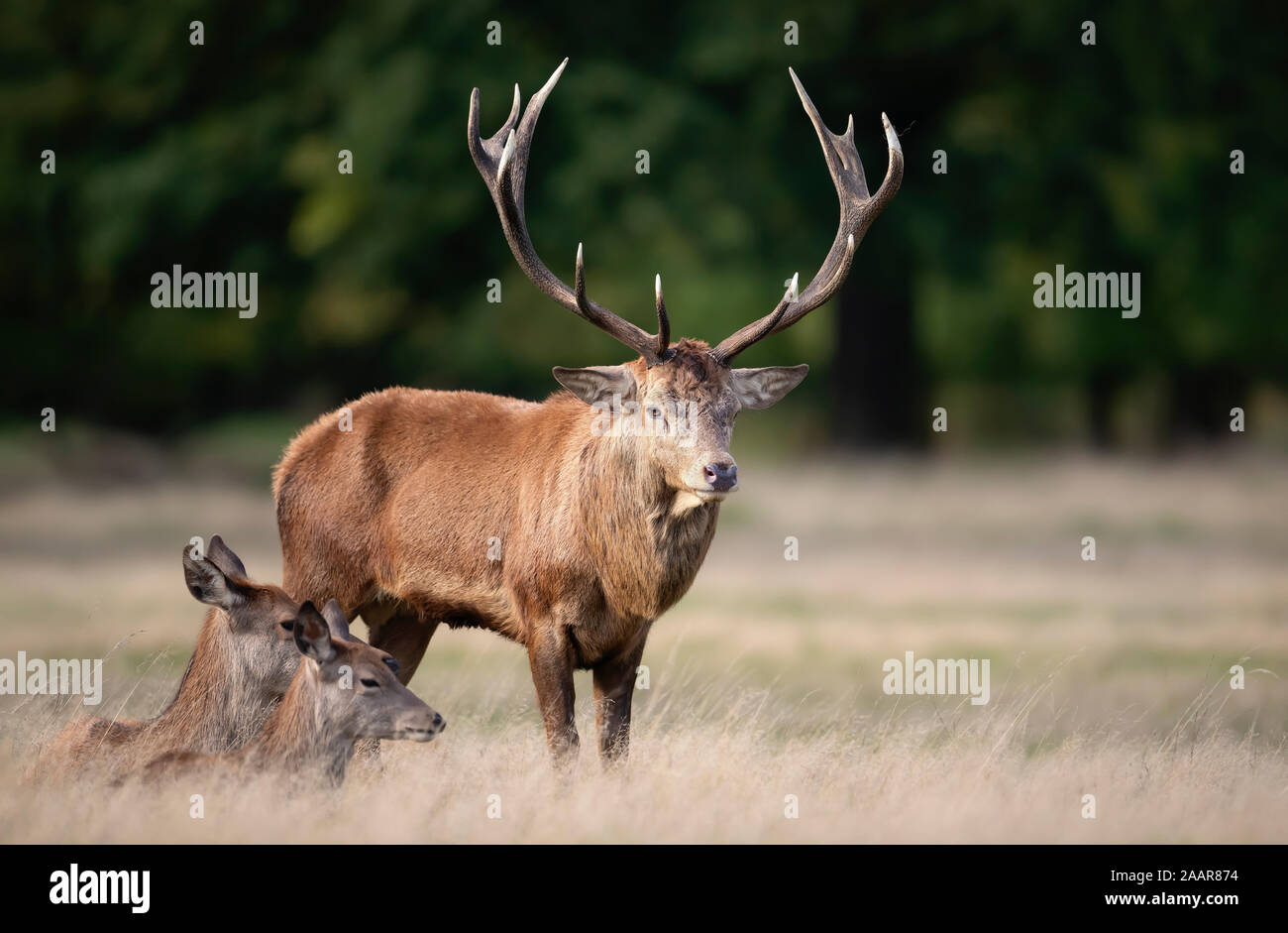 Female hinds hi-res stock photography and images - Alamy
