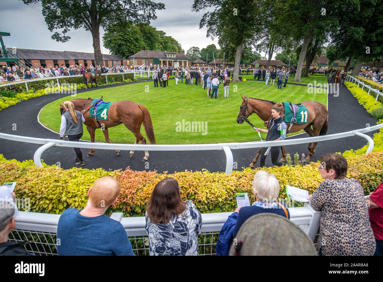 Horses Being Walked at Ripon Races , Yorkshire UK Stock Photo - Alamy