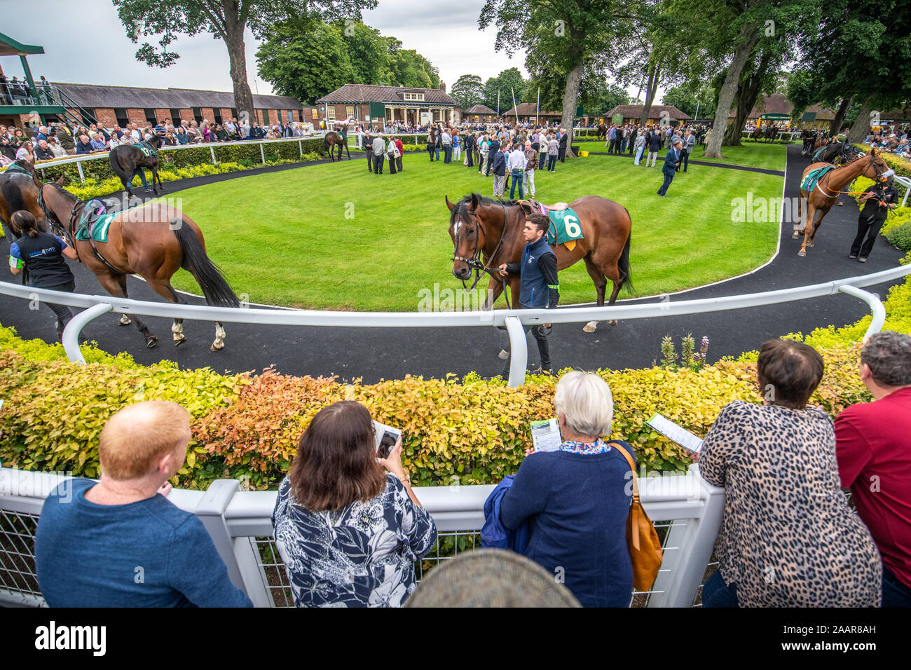 Horses Being Walked at Ripon Races , Yorkshire UK Stock Photo - Alamy