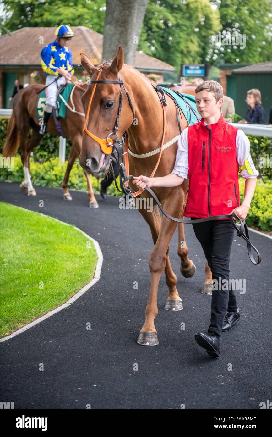Horses Being Walked at Ripon Races , Yorkshire UK Stock Photo - Alamy