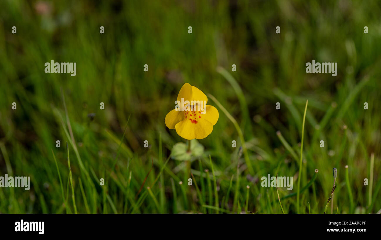 Yellow monkeyflower mimulus guttatus hi-res stock photography and ...