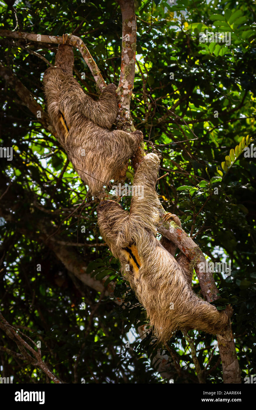 Image series of 2 young male brown-throated three-toed sloths fighting ...