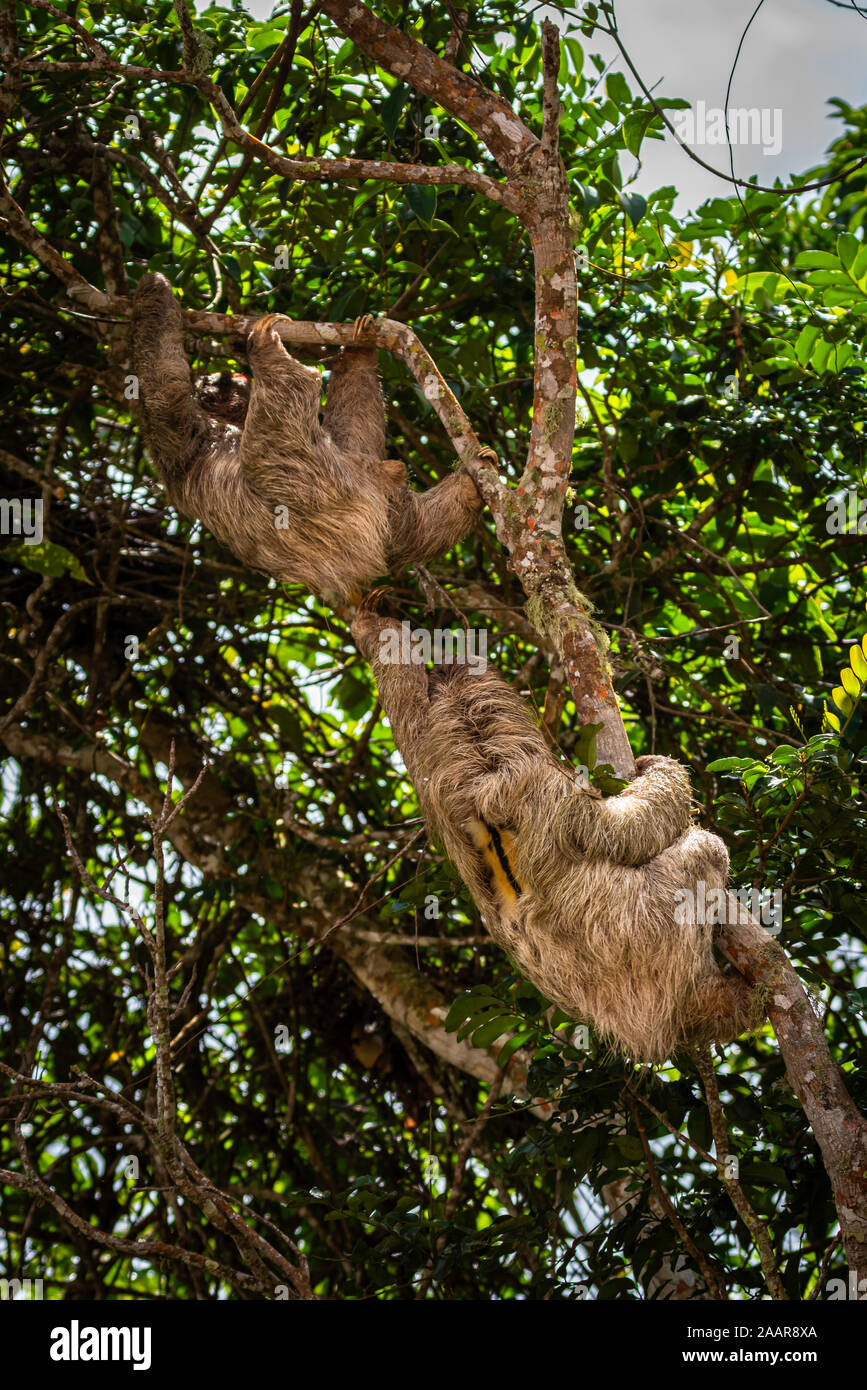 Image series of 2 young male brown-throated three-toed sloths fighting ...